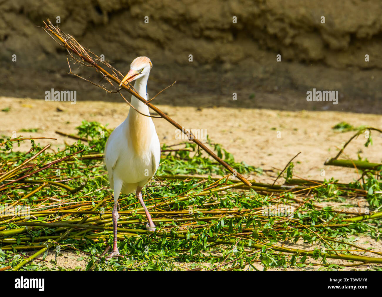 cattle egret holding a large tree branch, bird collecting branches ...