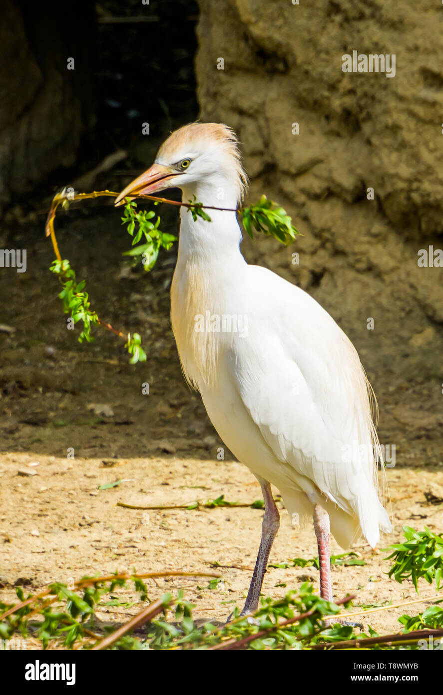 Adult cattle egrets nesting hi-res stock photography and images - Alamy