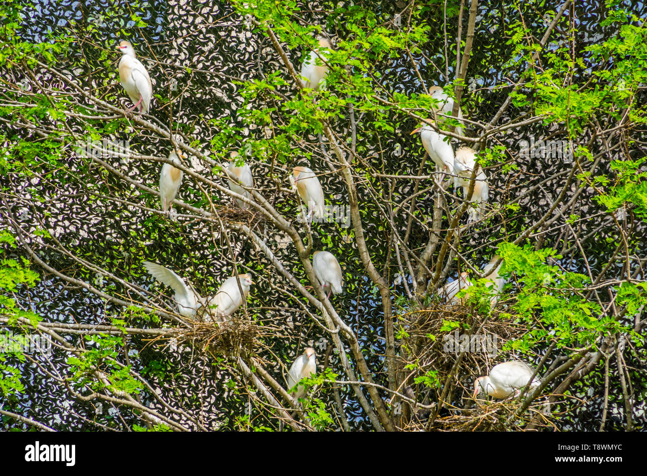 tree filled with a family of cattle egrets, Birds nesting in a tree ...