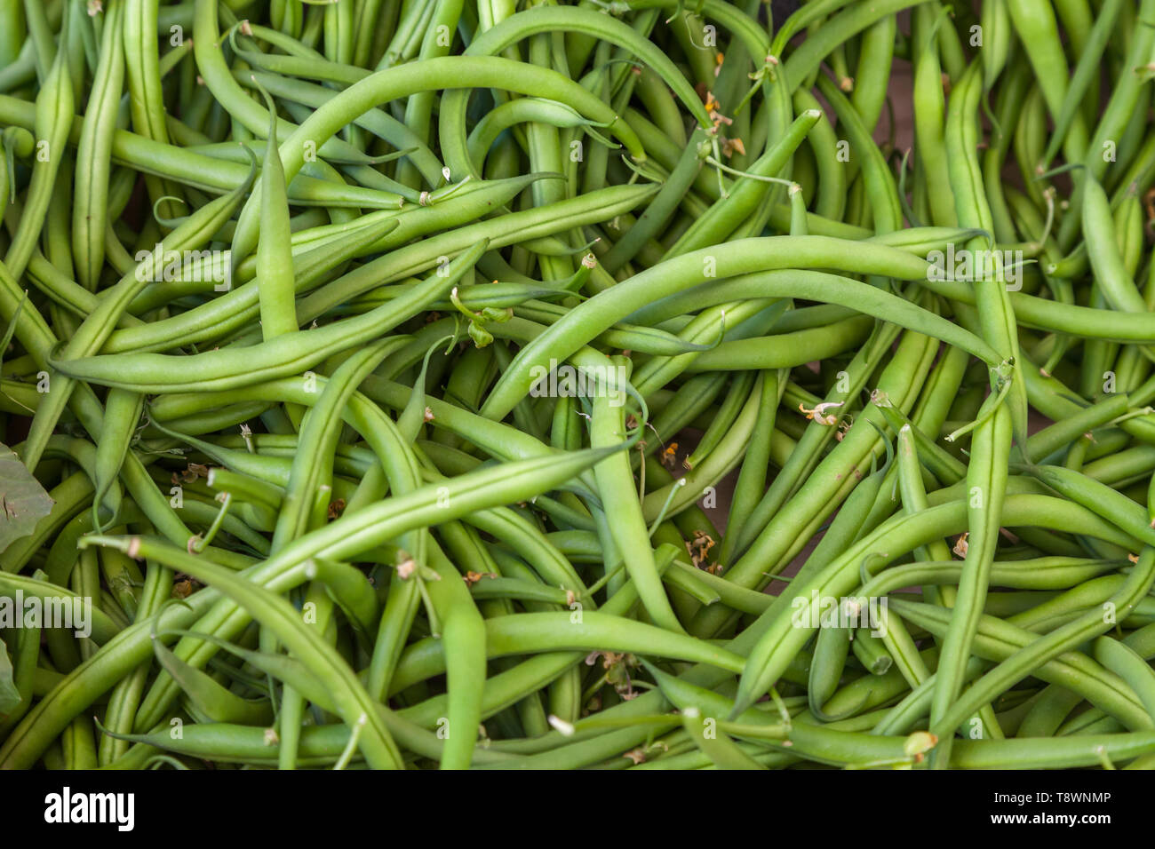 Organic green beans in hi-res stock photography and images - Alamy