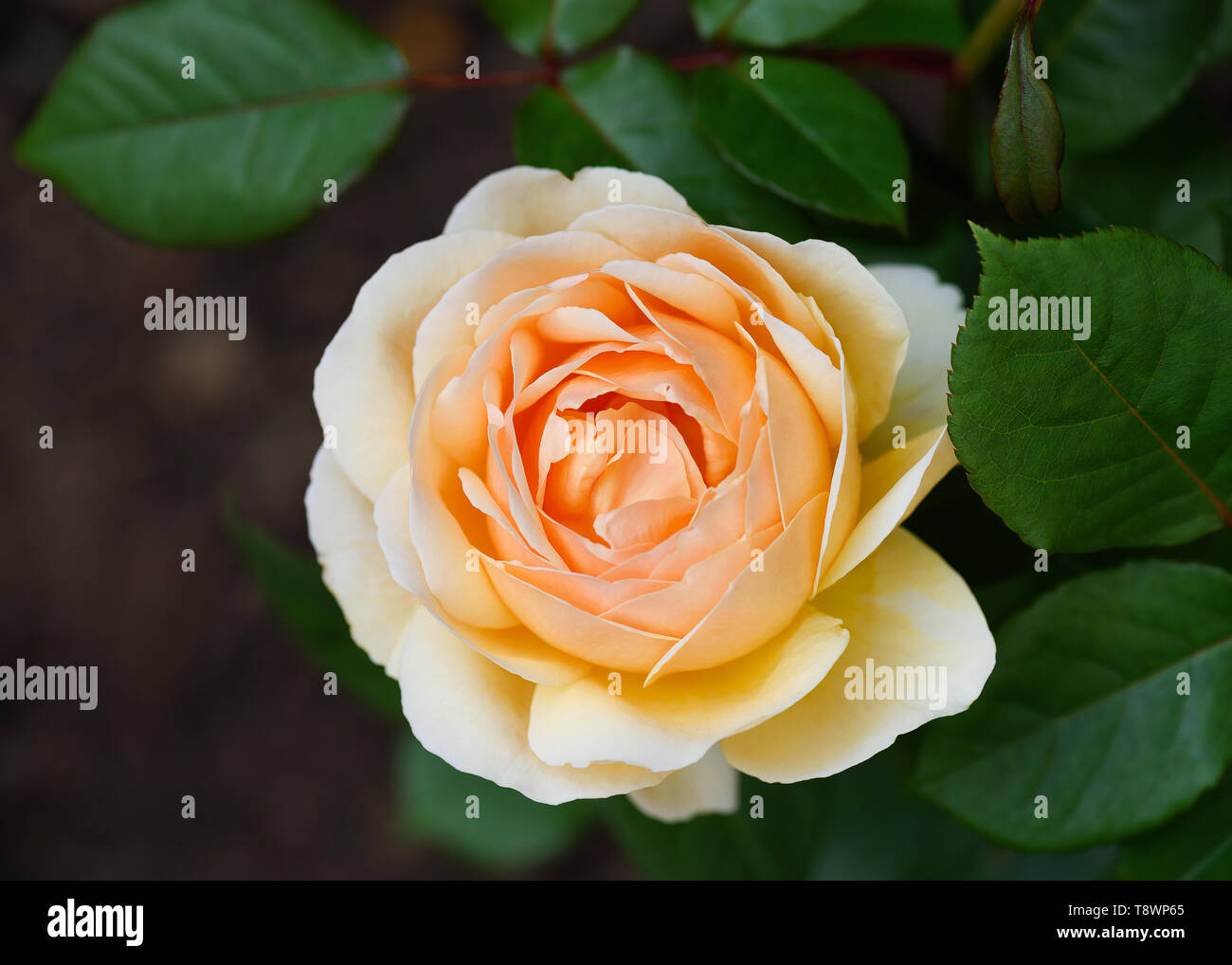 Beautiful english yellow rose in summer garden. Nature background ...