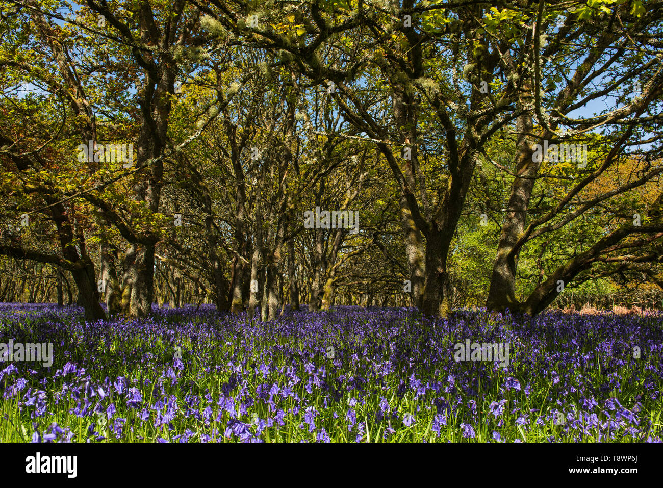Scottish bluebell hi-res stock photography and images - Alamy