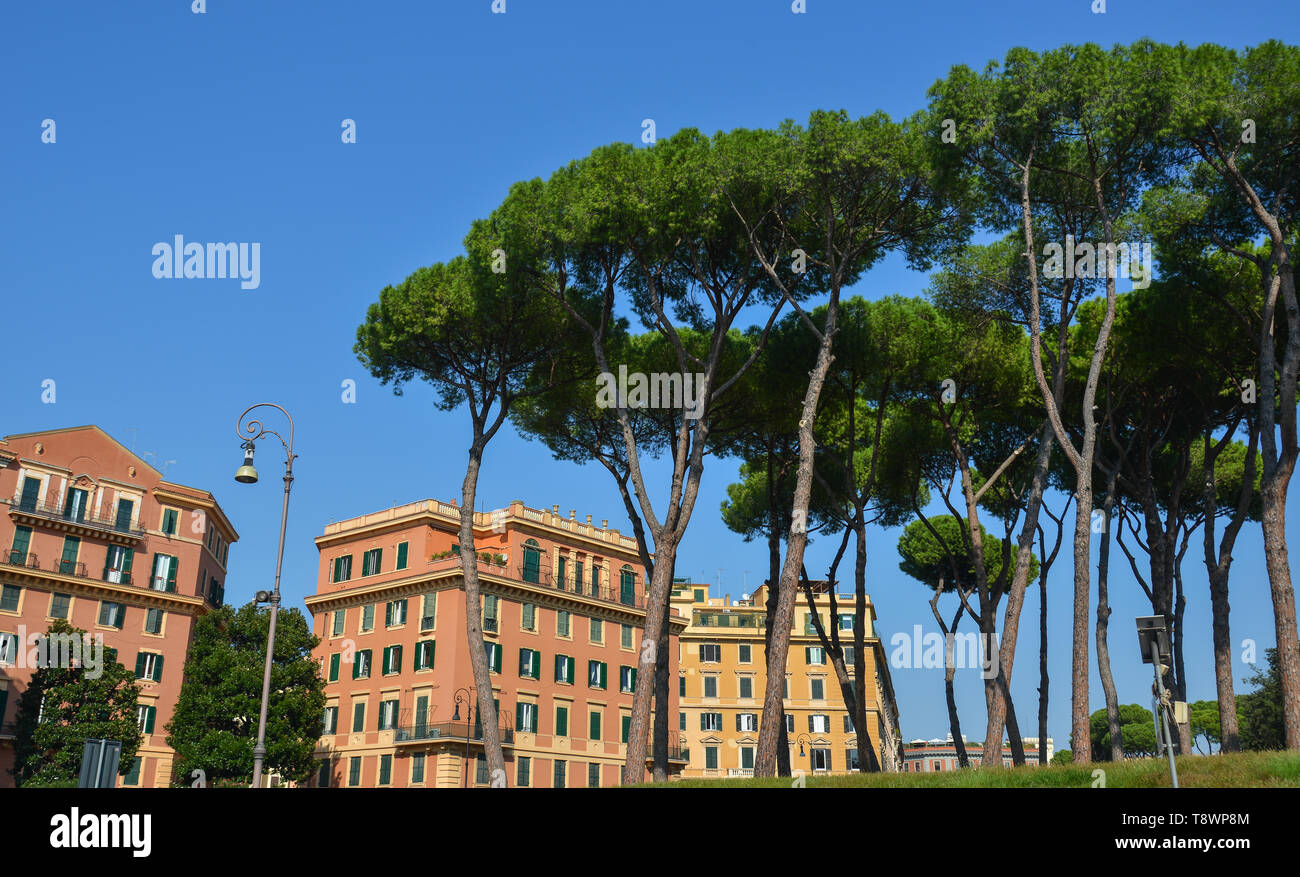 Italian Stone Pines (Pinus Pinea) with ancient buildings at sunny day ...