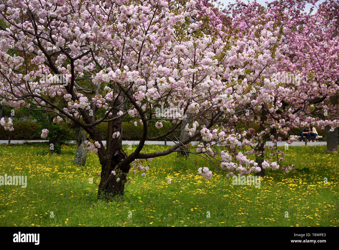 Cherry blossom garden Nijo Castle Kyoto Japan Stock Photo - Alamy