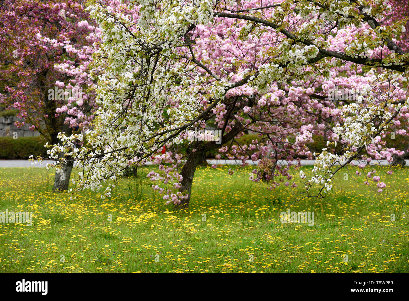 Cherry blossom garden Nijo Castle Kyoto Japan Stock Photo - Alamy