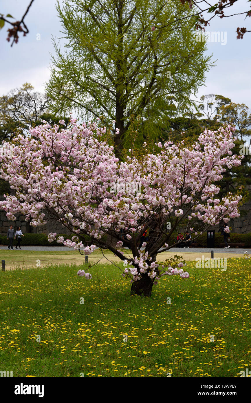 Cherry blossom garden Nijo Castle Kyoto Japan Stock Photo - Alamy