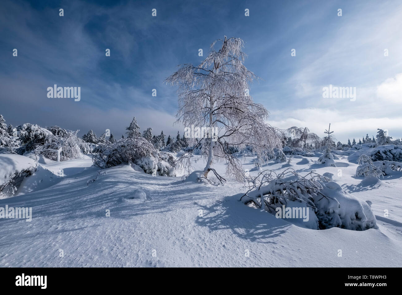 Hill trees deep winter hi-res stock photography and images - Alamy