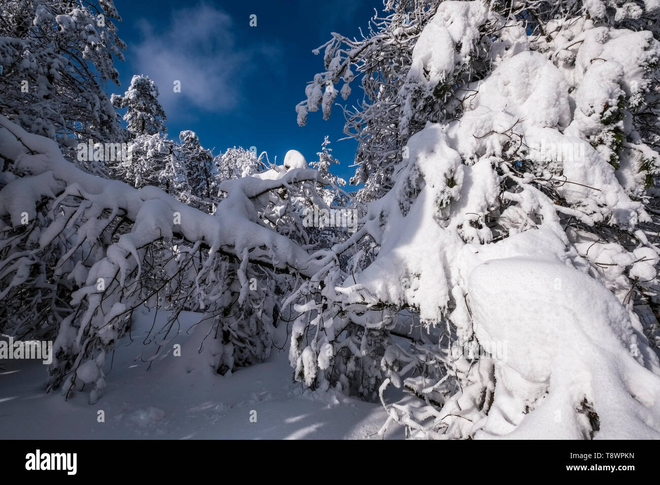 Winter landscape deep in snow with trees and blue sky Stock Photo - Alamy