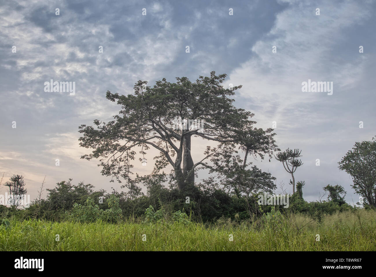 Beautiful baobab tree with light of sunrise and vegetation. Angola ...