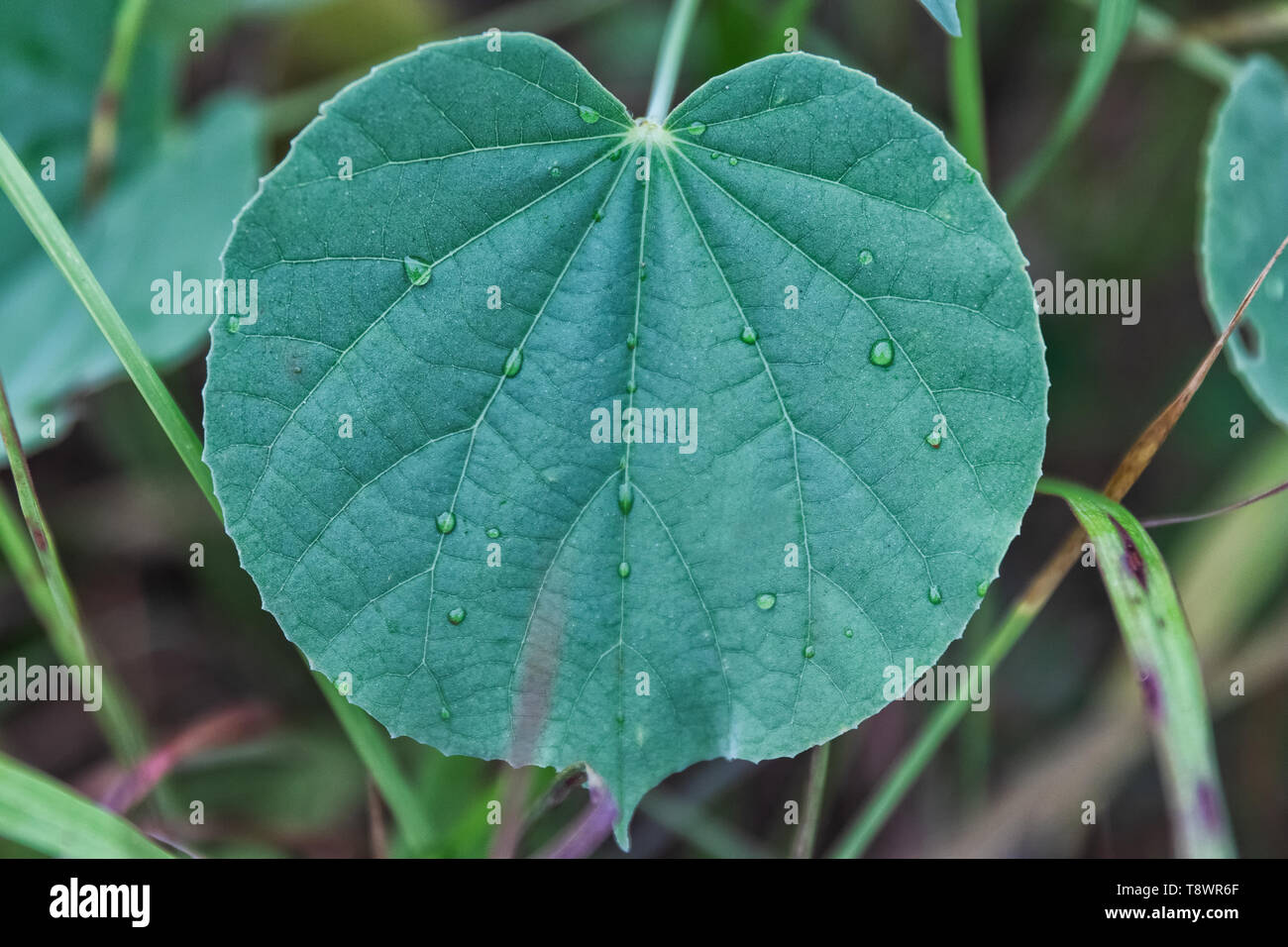 Green flower with morning condensation water drops Stock Photo - Alamy