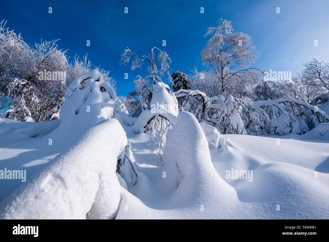 Winter landscape deep in snow with trees and blue sky Stock Photo - Alamy