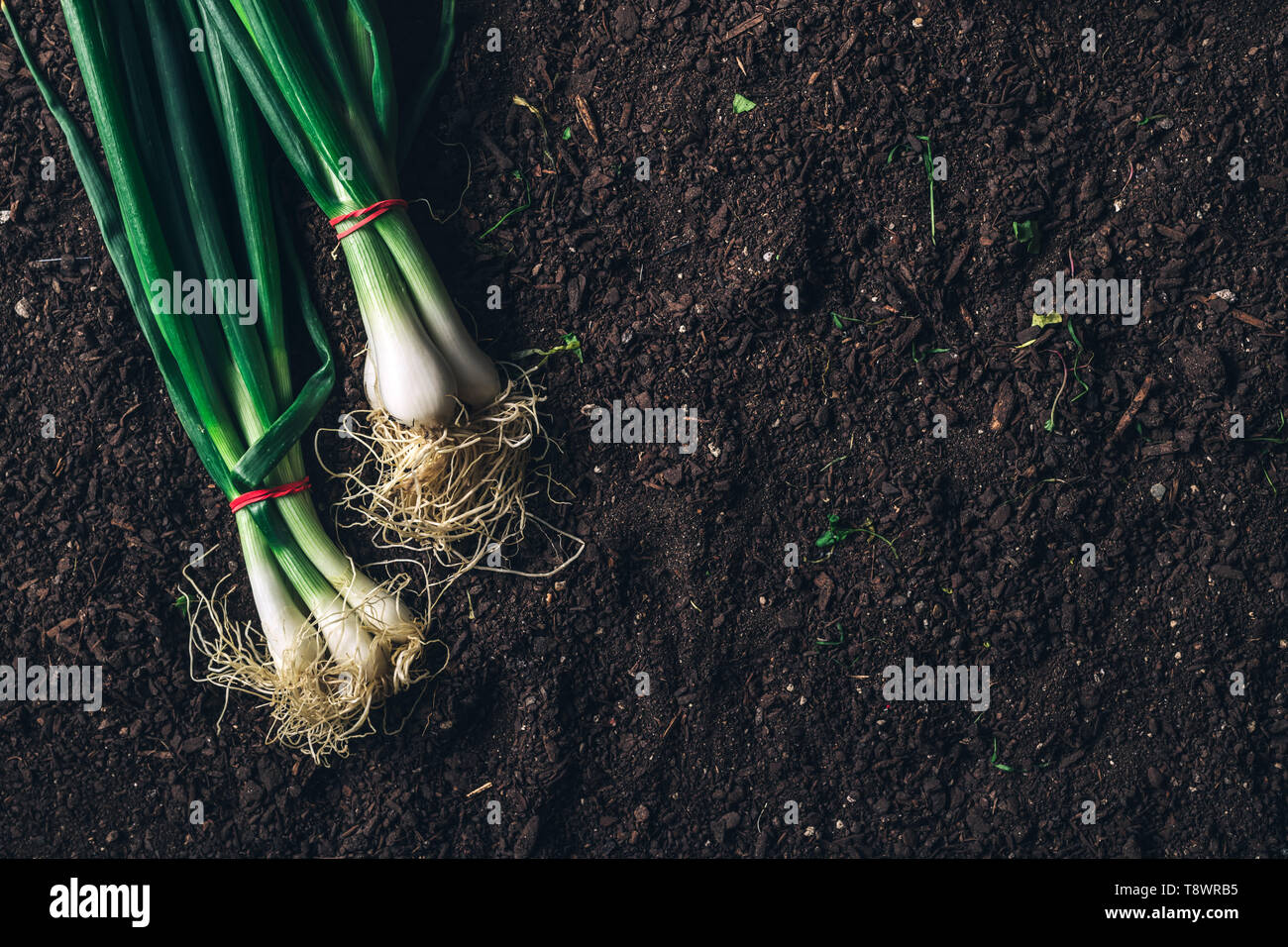 Spring onion or scallion on garden ground, top view of harvested ...