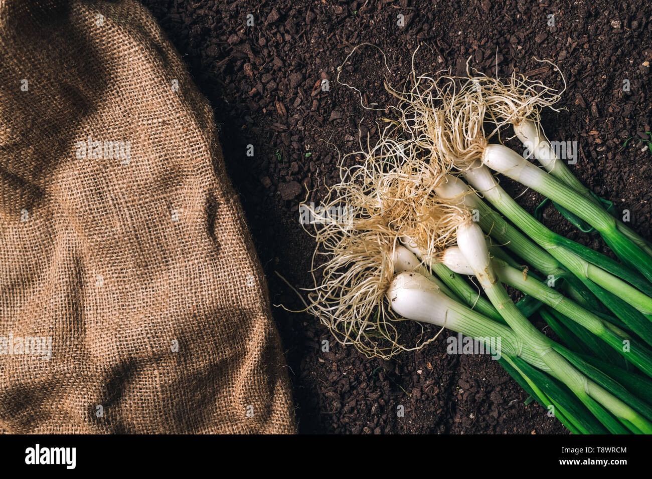 Spring onion or scallion on garden ground, top view of harvested ...