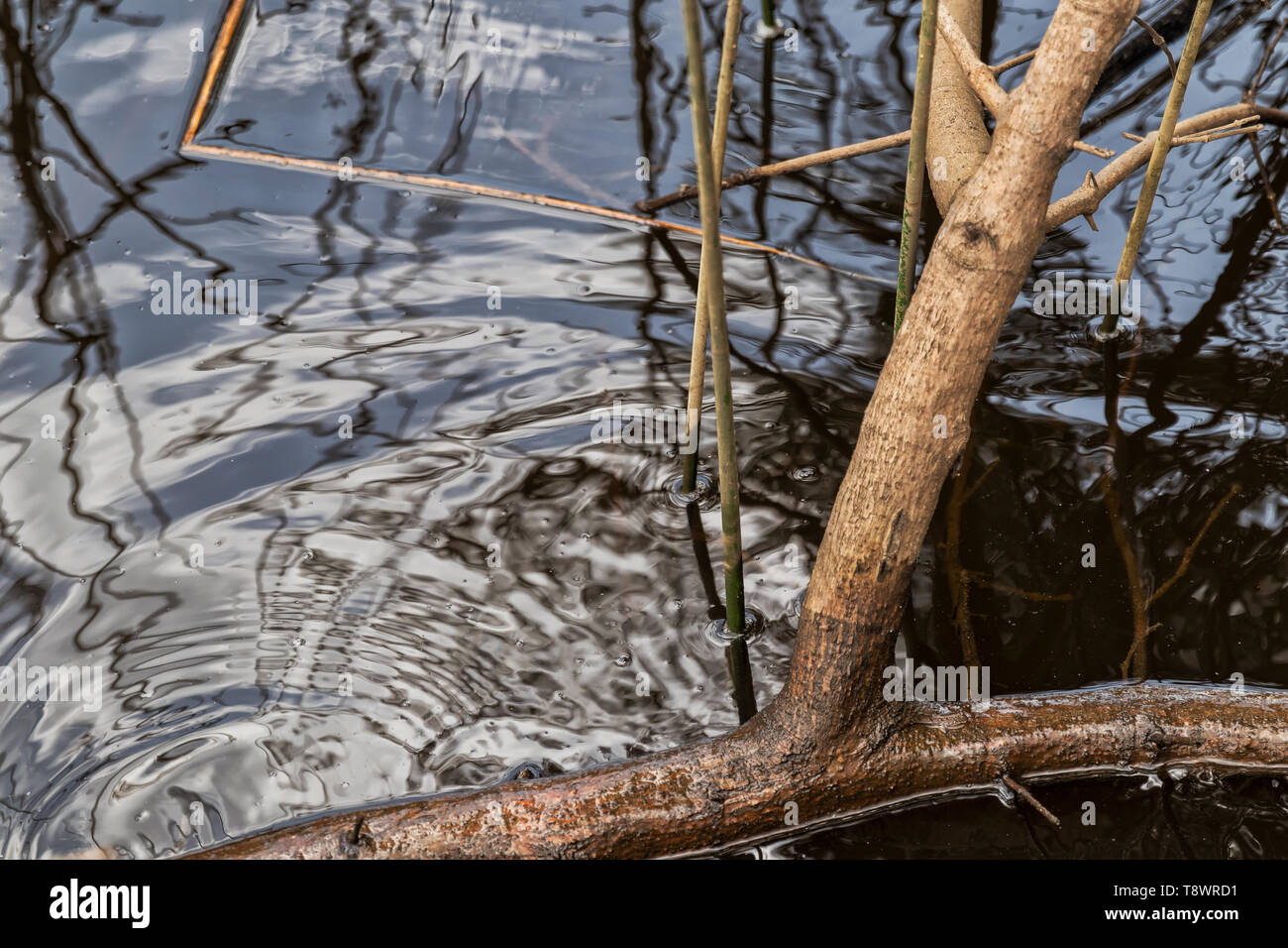 Tree trunks in lake water. Detail Stock Photo - Alamy