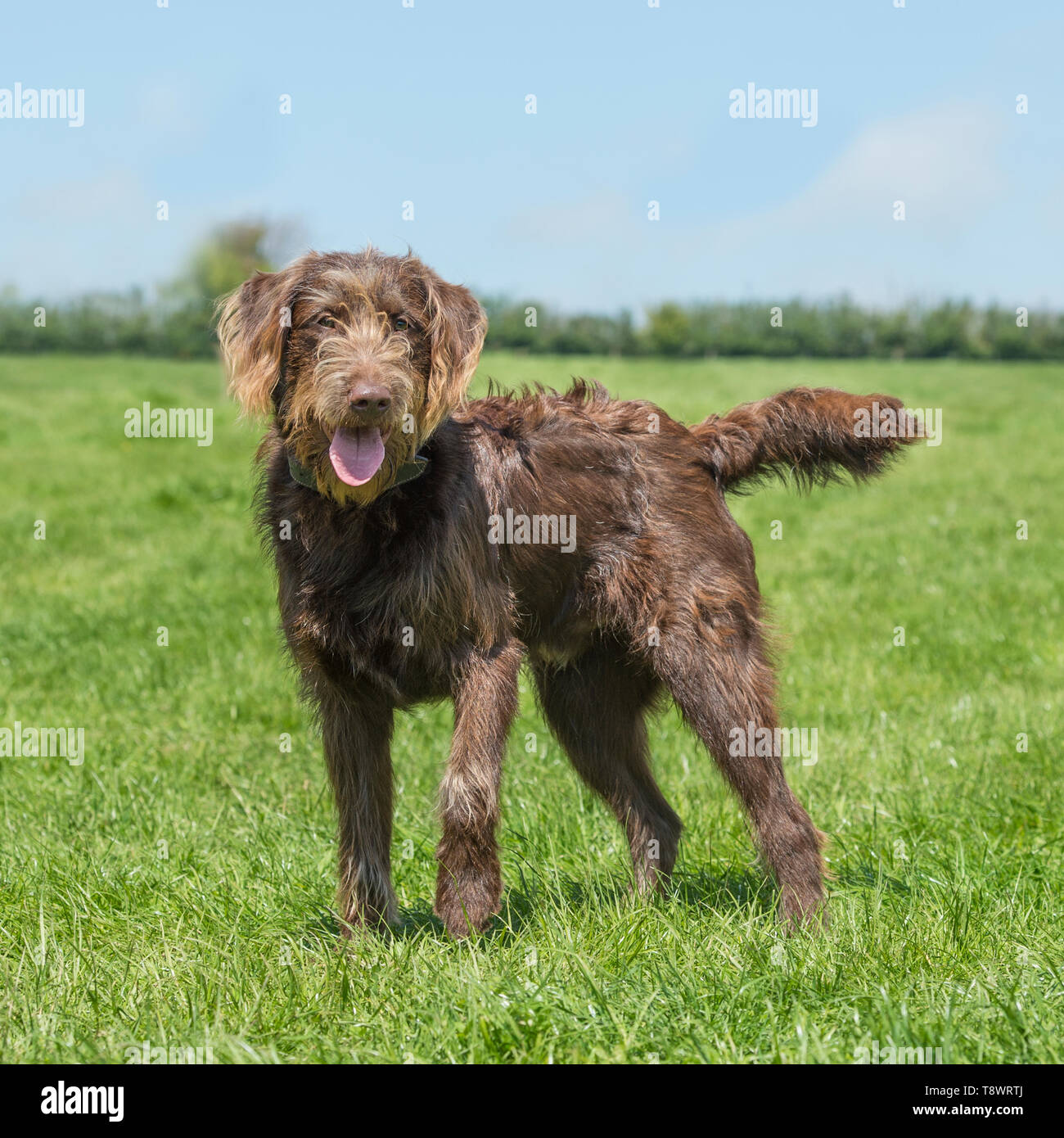 Labradoodle dog outdoors hi-res stock photography and images - Alamy