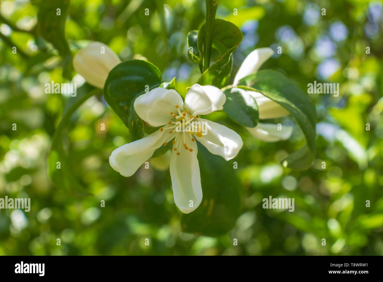 Citrus × clementine, Clementine Blossom, White Flowers Stock Photo - Alamy