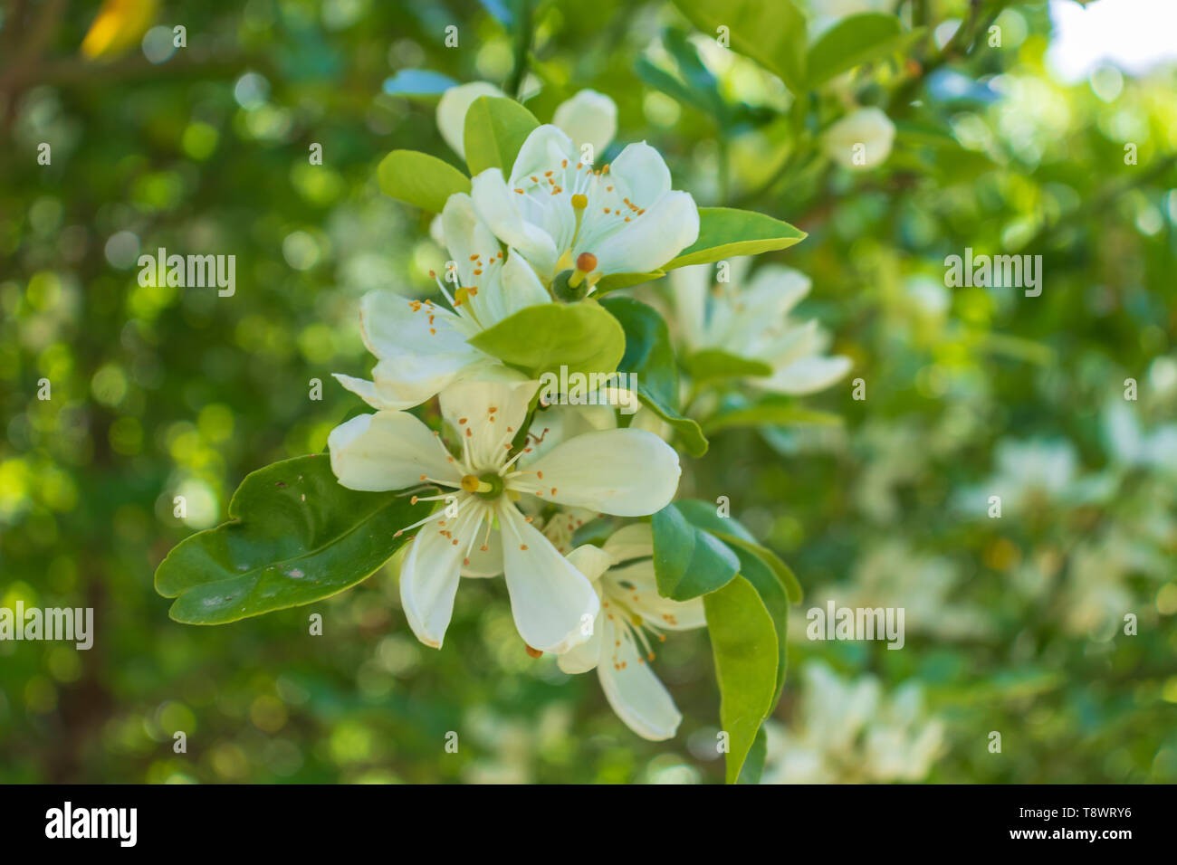 Willowleaf High Resolution Stock Photography and Images - Alamy