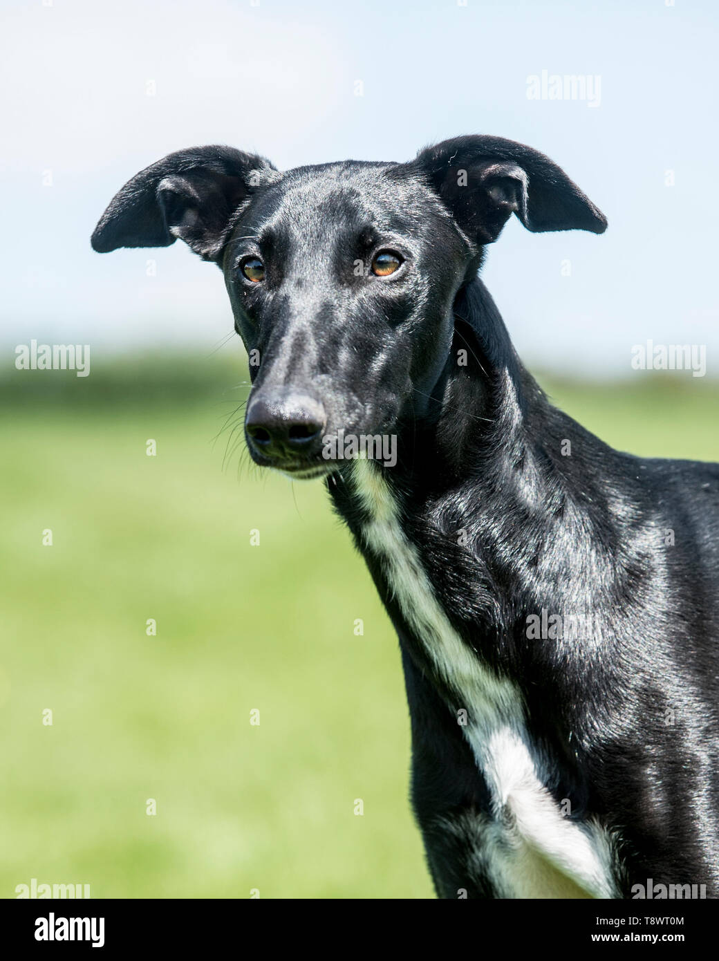 spanish galgo dog Stock Photo - Alamy