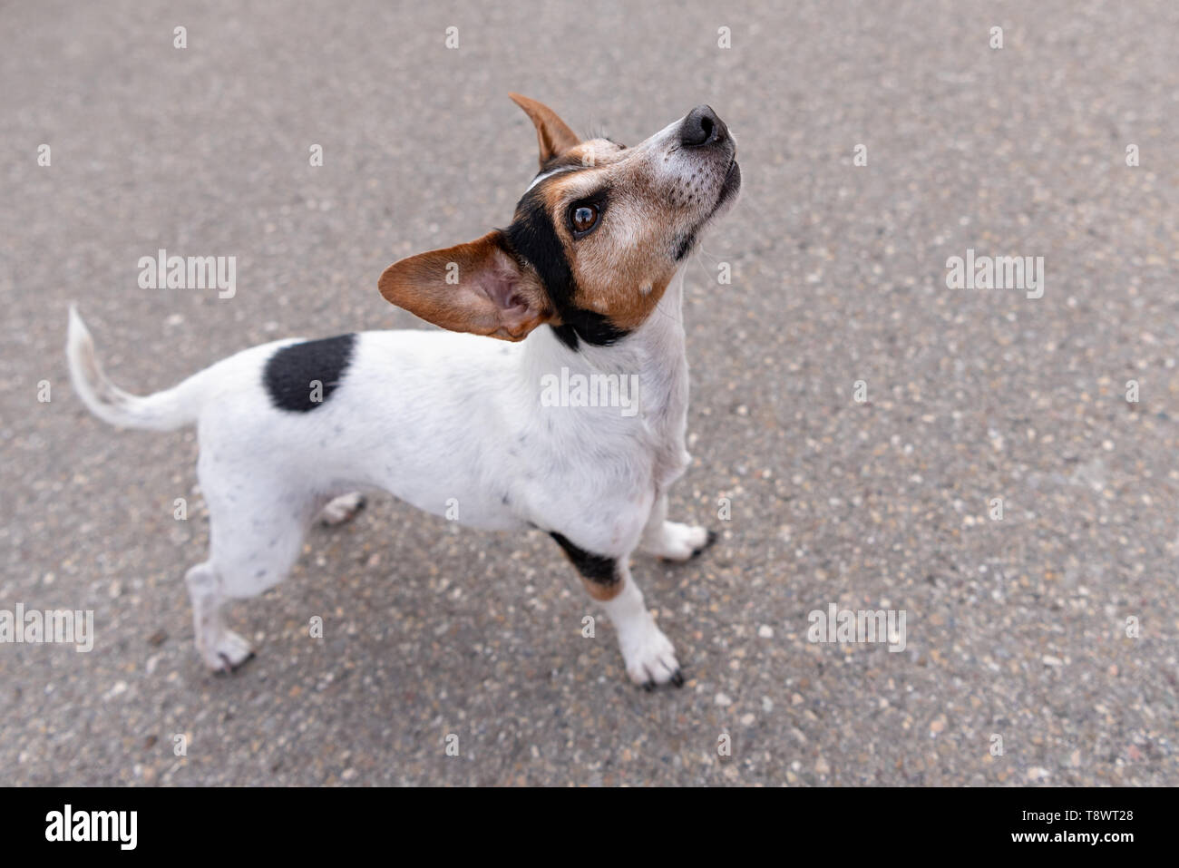 Mottled dog hi-res stock photography and images - Alamy