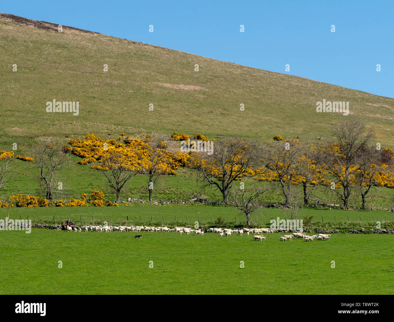 Shepherd and his Sheepdog rounding up Sheep Stock Photo - Alamy