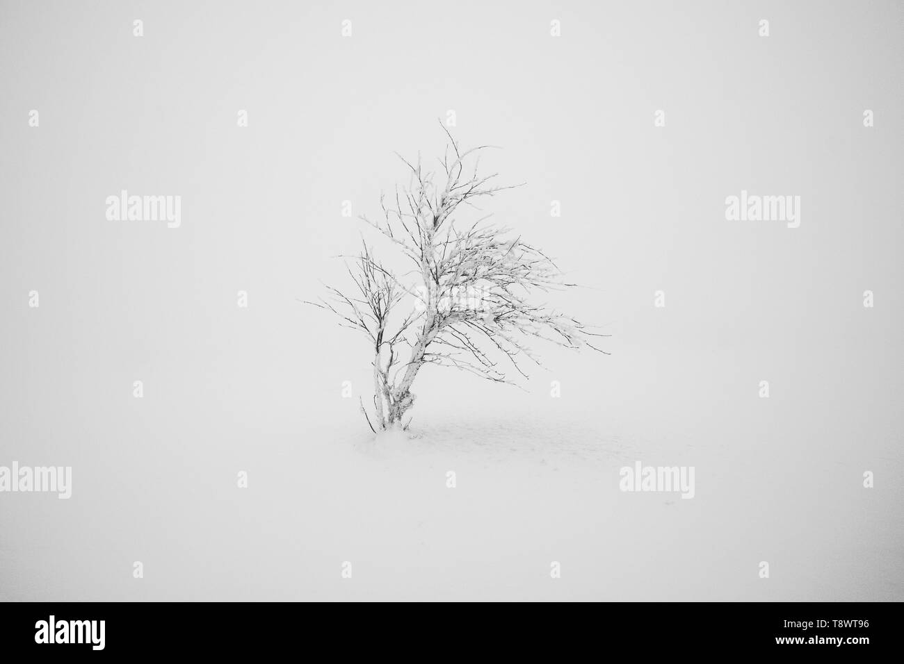 Landscape nature tree Black and White Stock Photos & Images - Alamy