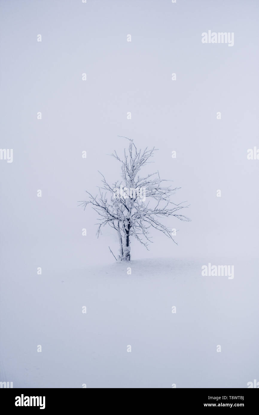 Single tree in a foggy winter landscape deep in snow Stock Photo - Alamy