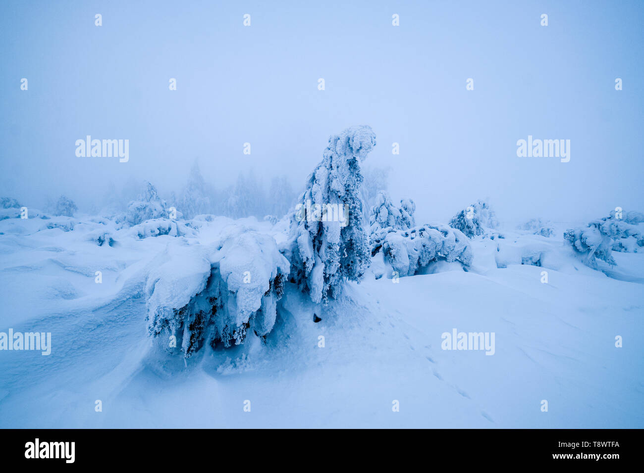Foggy winter landscape deep in snow with trees Stock Photo - Alamy