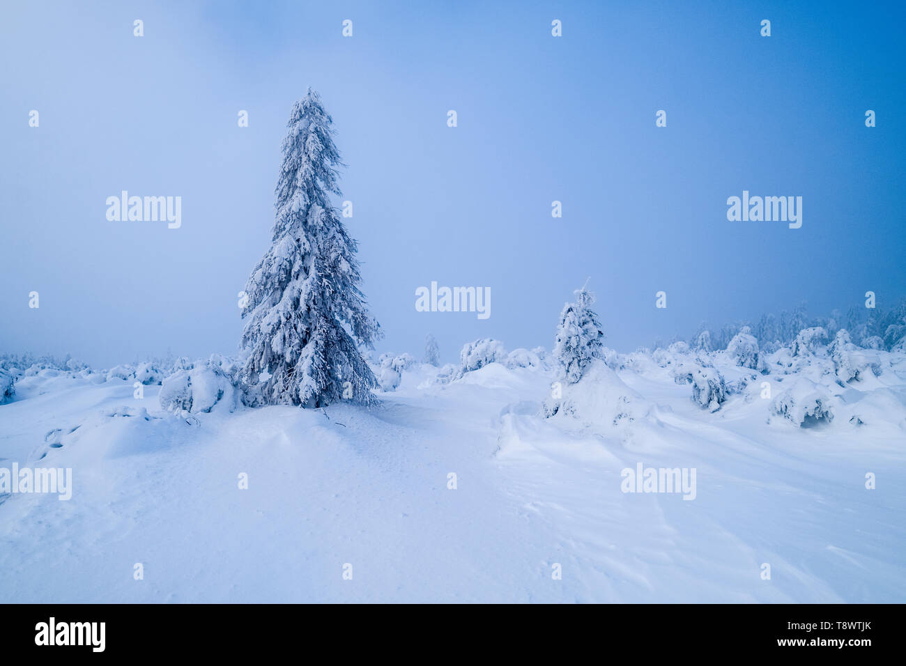 Foggy winter landscape deep in snow with trees and blue sky Stock Photo ...