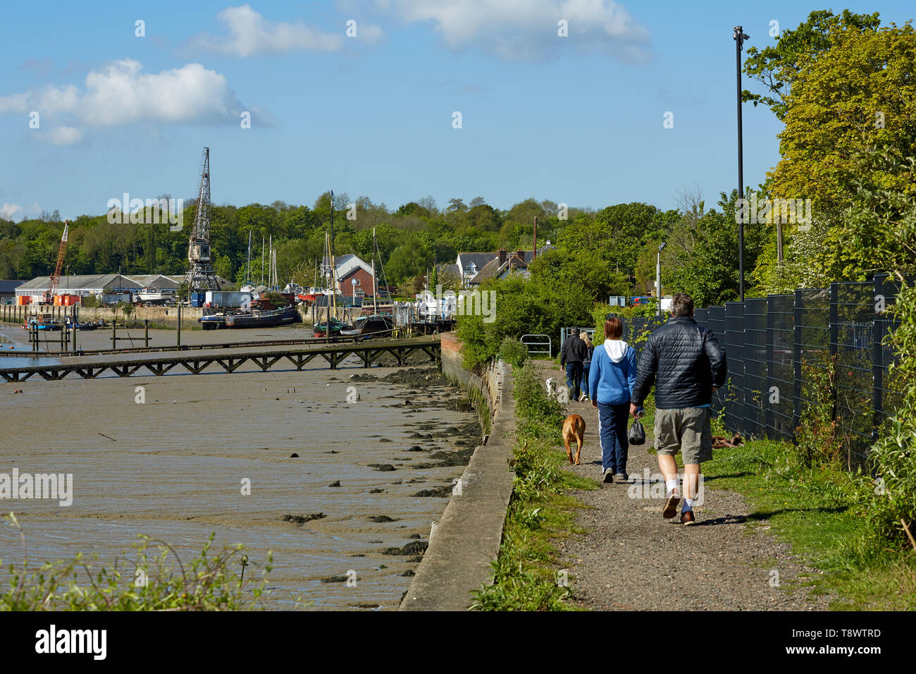 Walking dog by river medway hi-res stock photography and images - Alamy