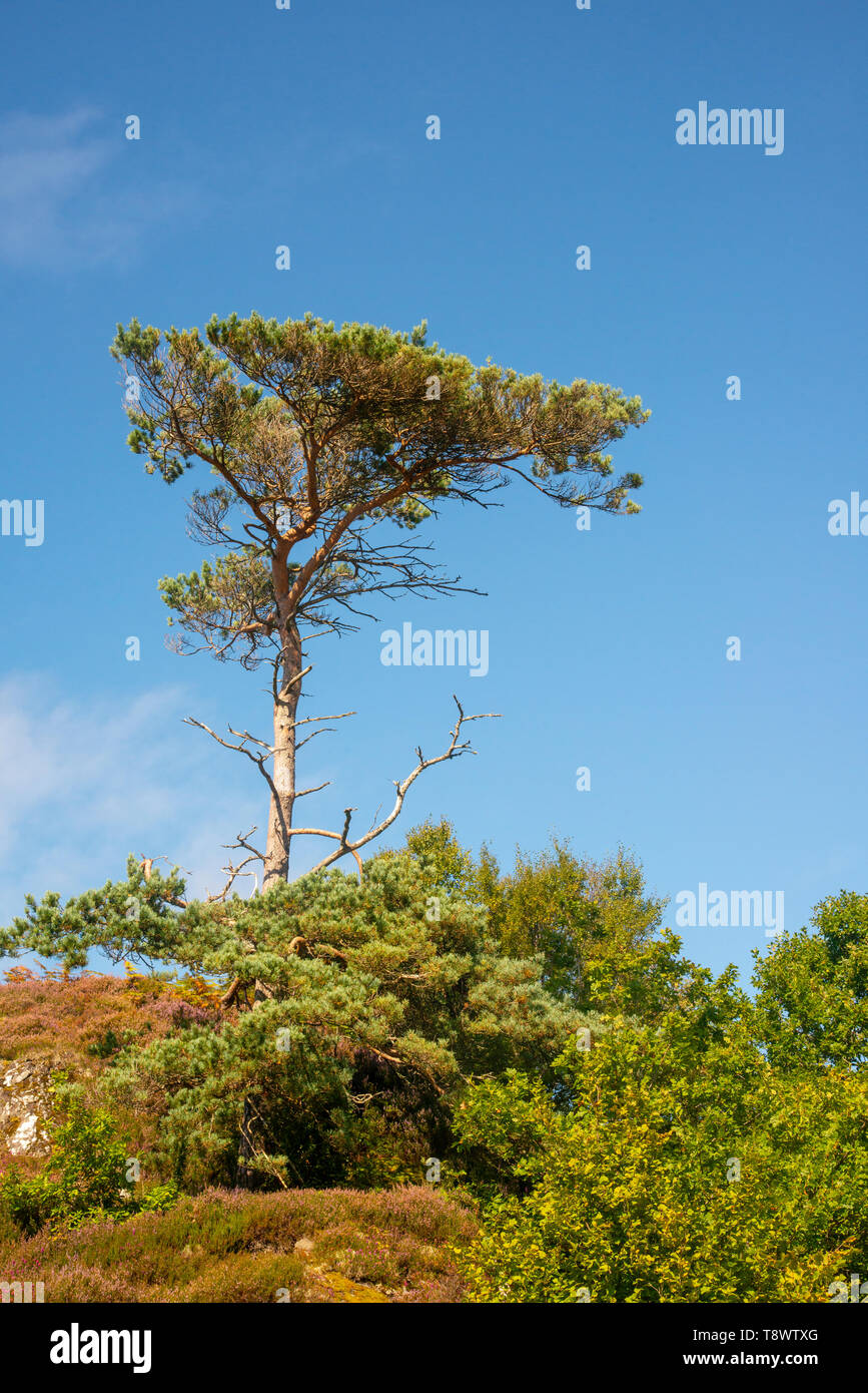 Old Rugged Scots Pine Tree On A Hillside, Scotland, UK Stock Photo - Alamy