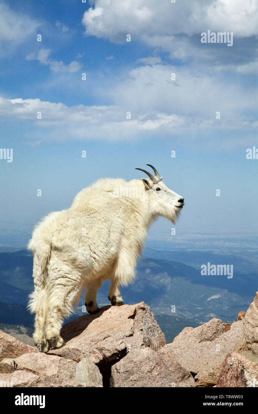 Mountain Goat in the Rocky Mountains of Colorado - Environmental ...