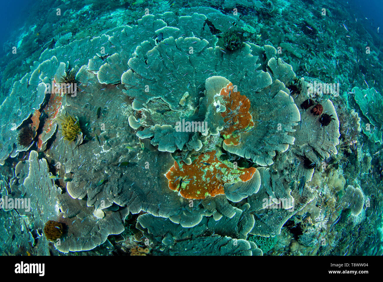 Cabbage coral hi-res stock photography and images - Alamy