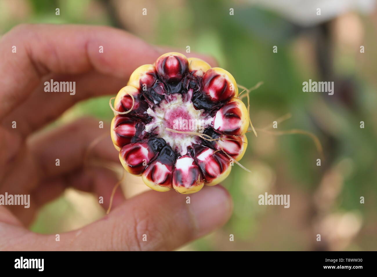 Yellow maize ear with purple cob by cross section Stock Photo - Alamy