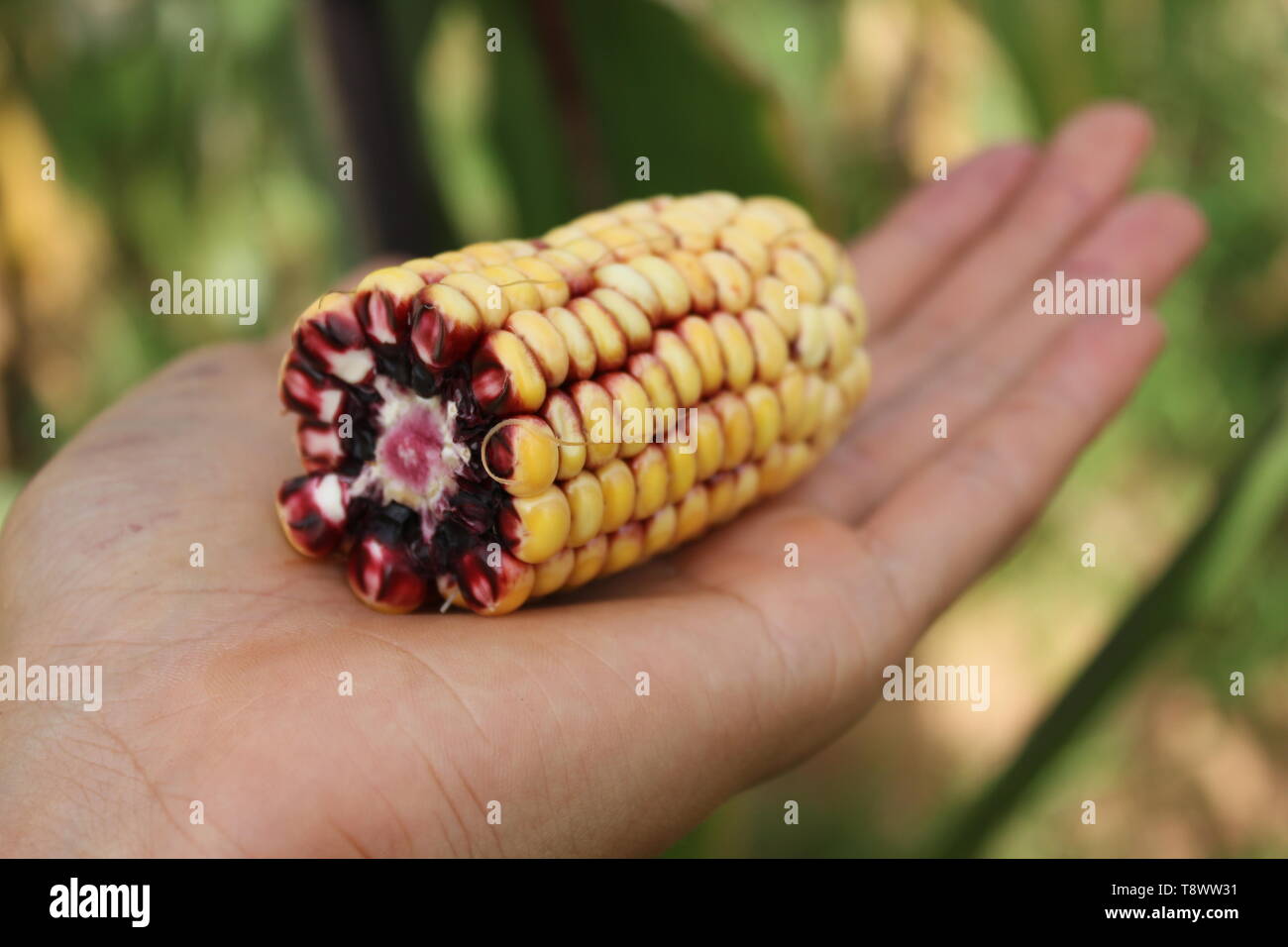 White maize ear cross hi-res stock photography and images - Alamy