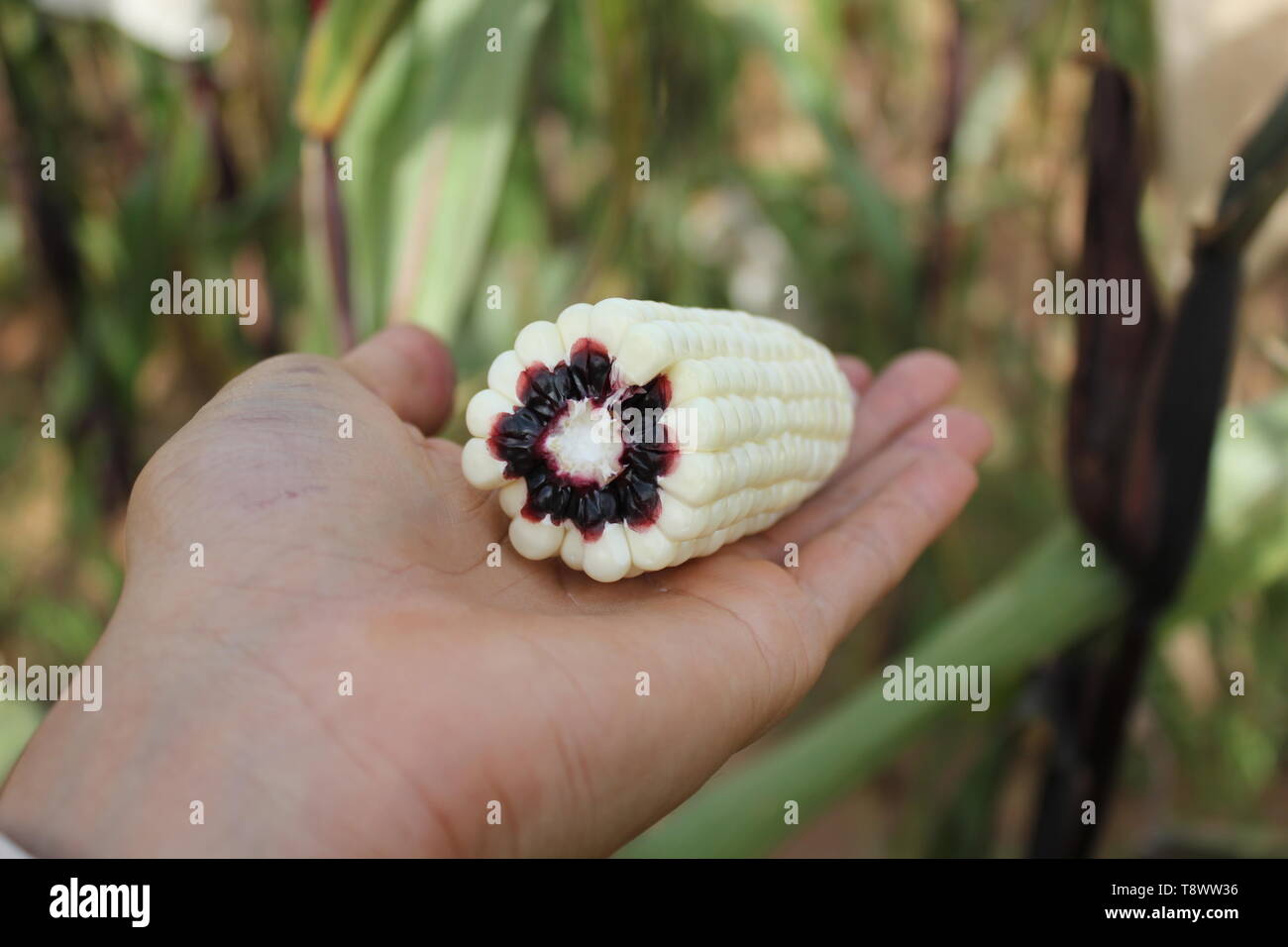 White Maize ear with cross section that show colors of purple cob on a ...