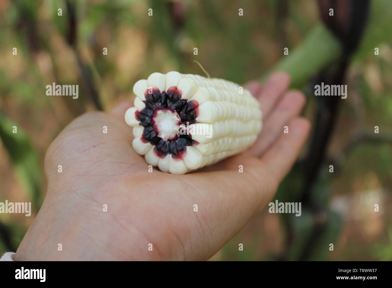 White Maize ear with cross section that show colors of purple cob on a ...