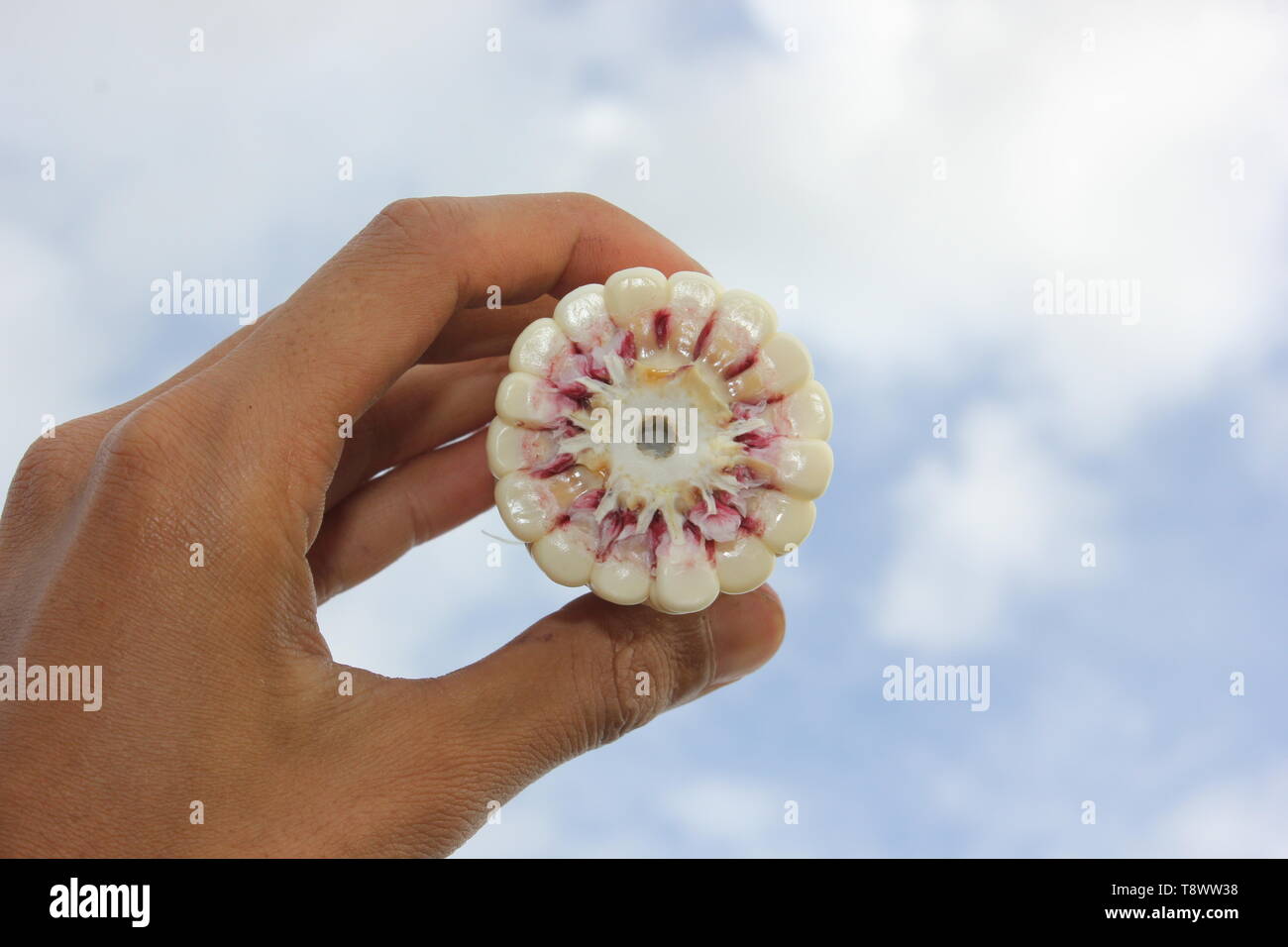 White Maize ear with cross section that show colors of purple cob on a ...