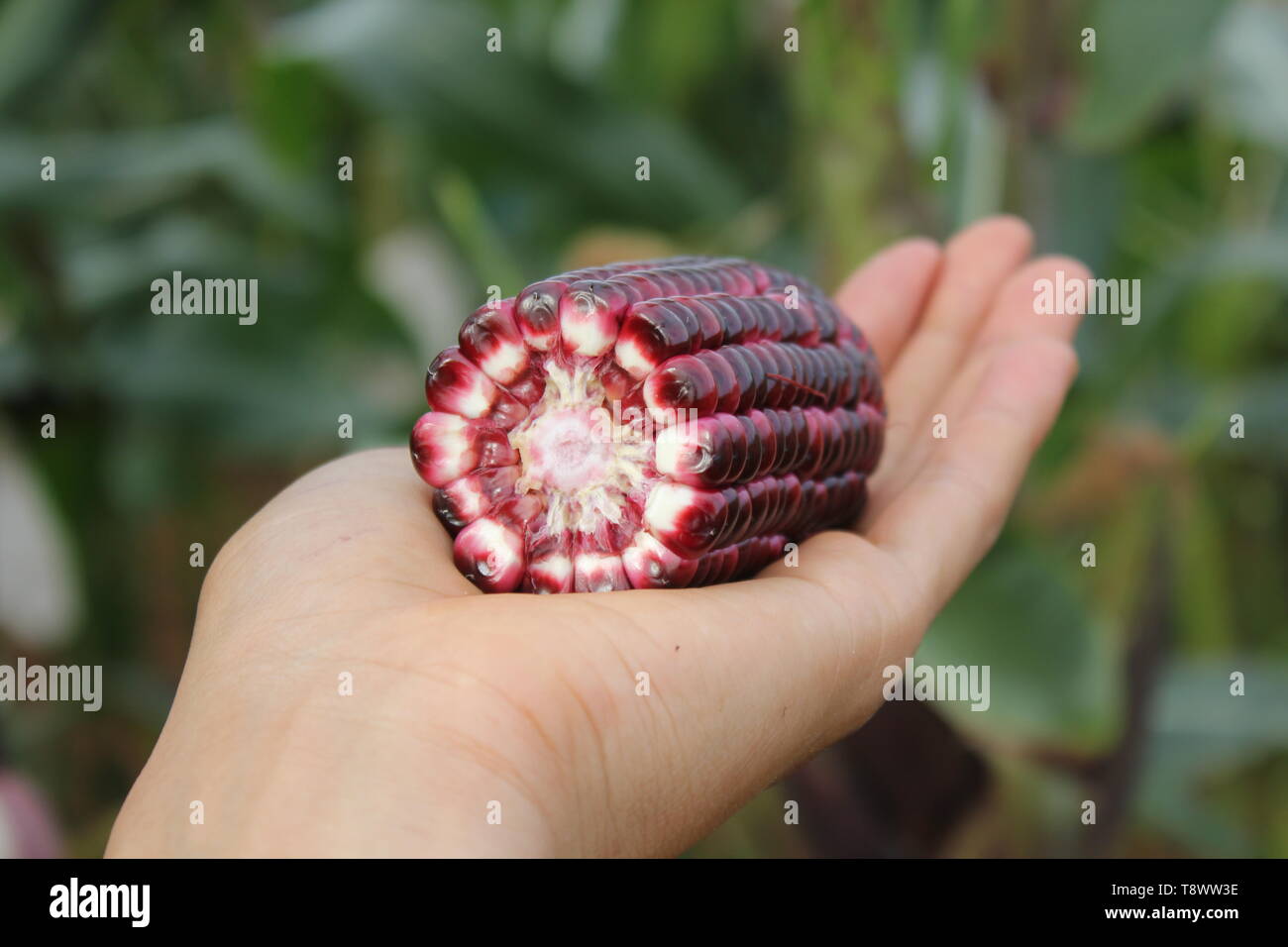 Cross section of Purple Corn ear that show colors of cob and kernel ...