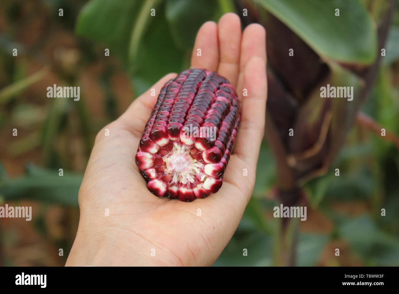 Cross section of Purple Corn ear that show colors of cob and kernel ...