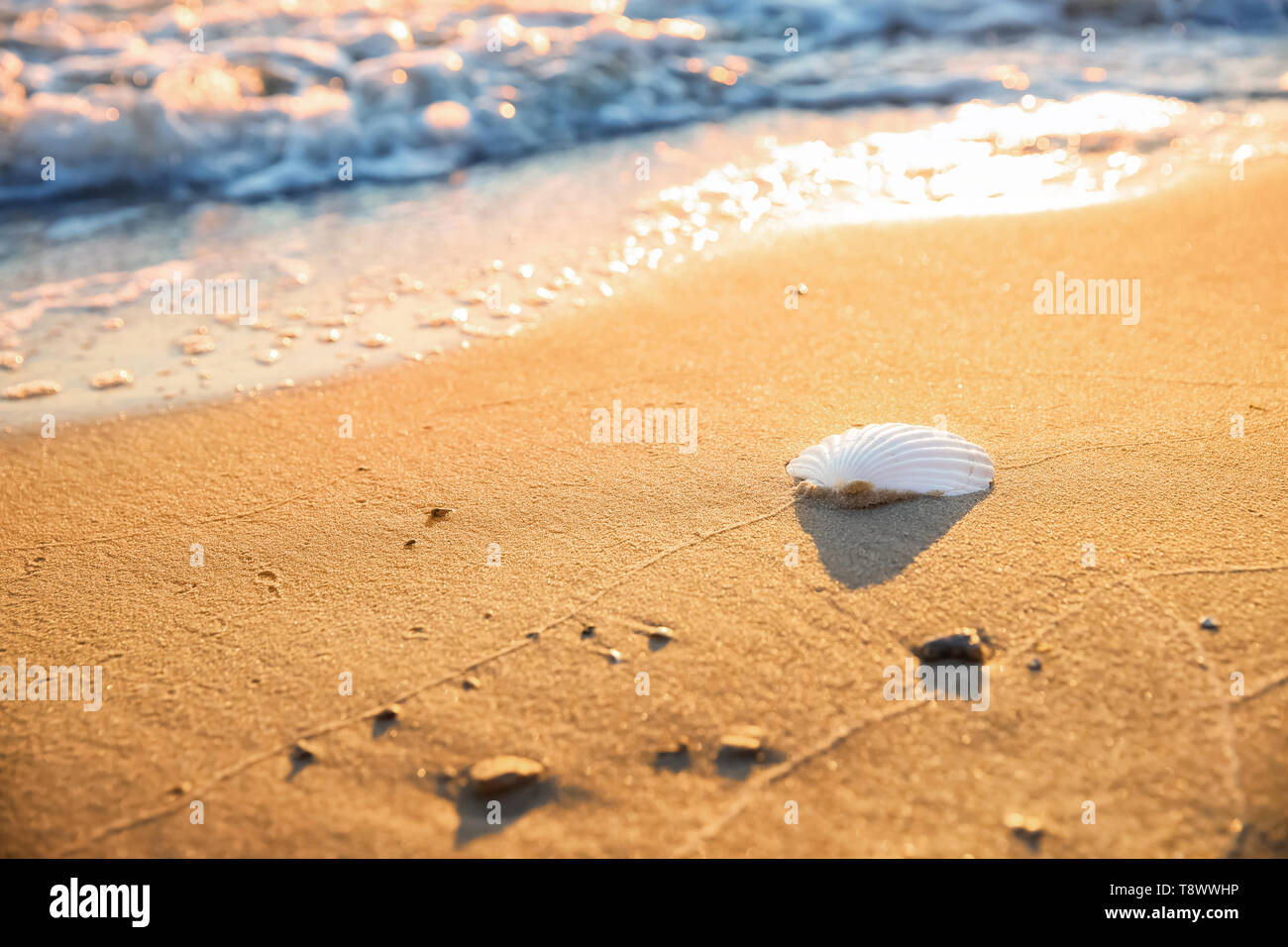 Sea shell on sandy beach Stock Photo - Alamy