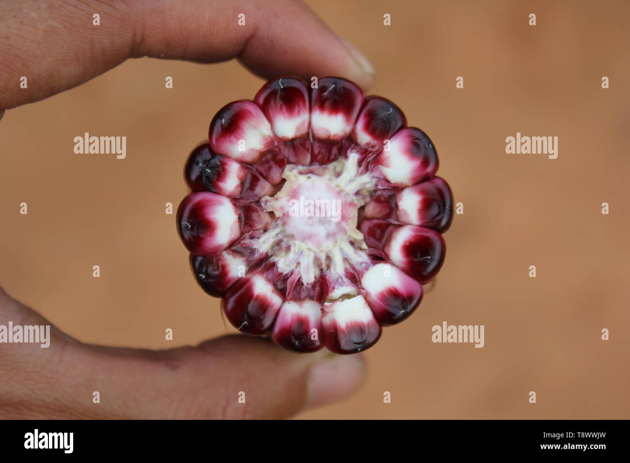 Cross section of Purple Corn ear that show colors of cob and kernel ...