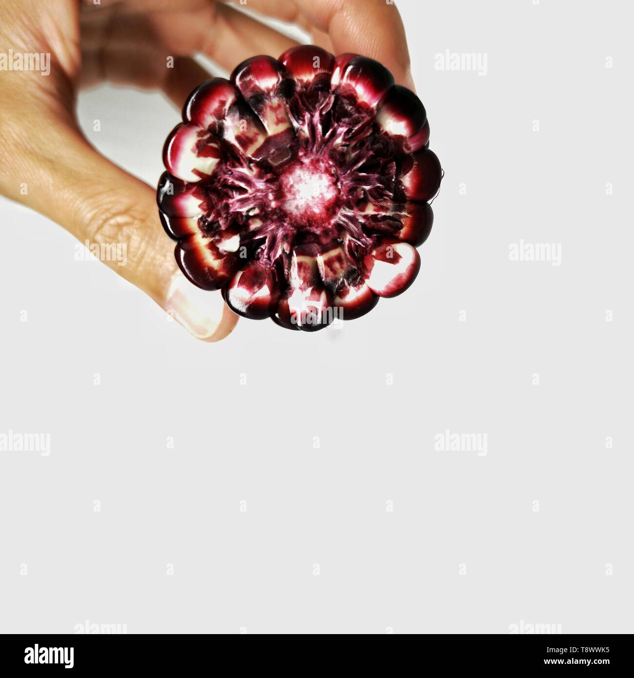 Cross section of Purple Corn ear that show colors of cob and kernel ...