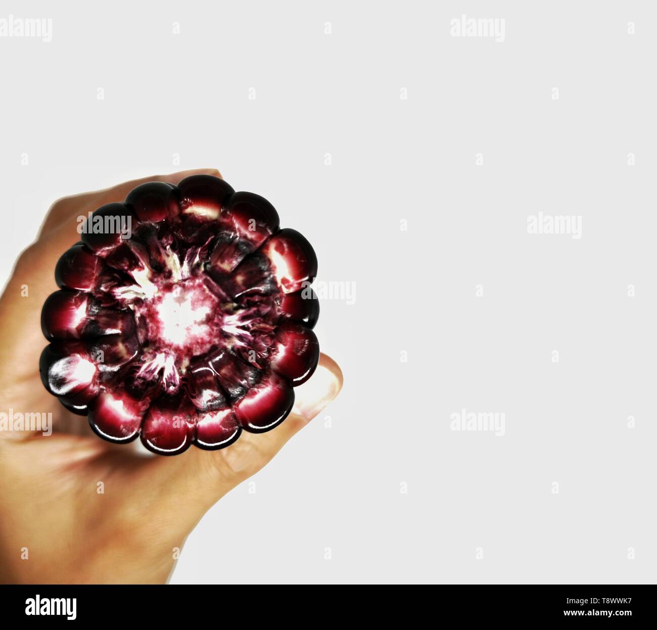 Cross section of Purple Corn ear that show colors of cob and kernel ...