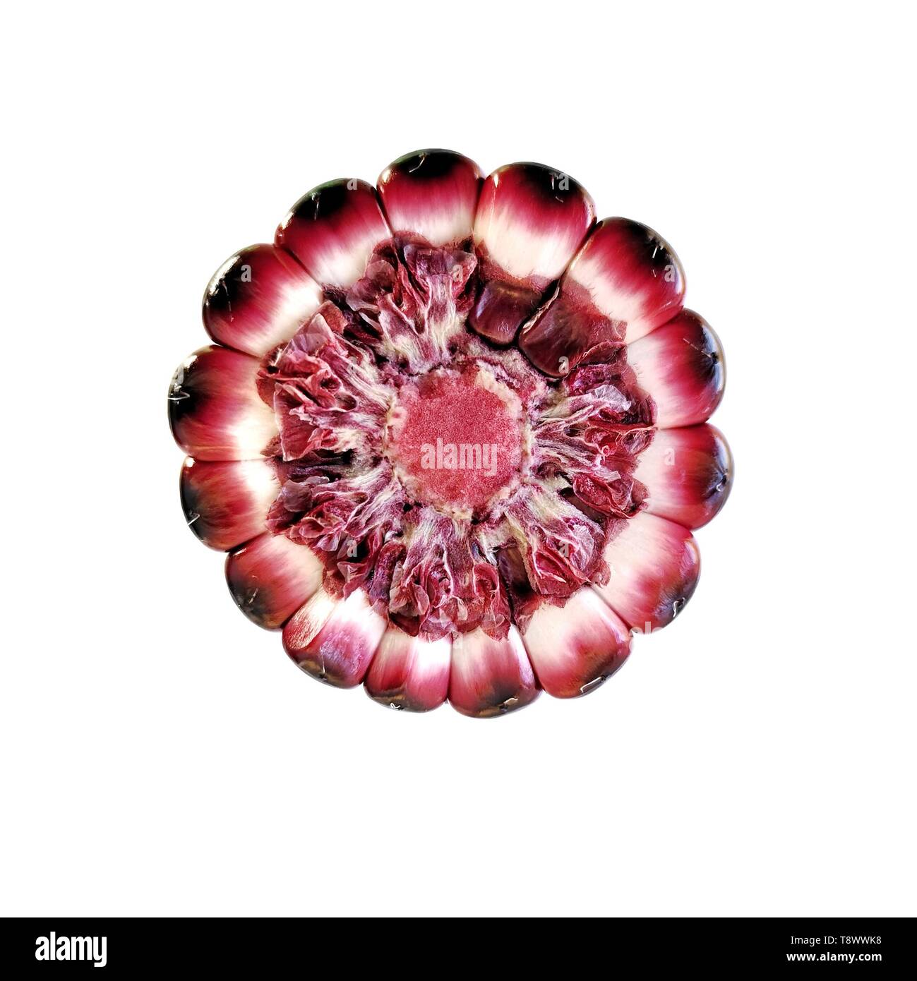 Cross section of Purple Corn ear that show colors of cob and kernel ...