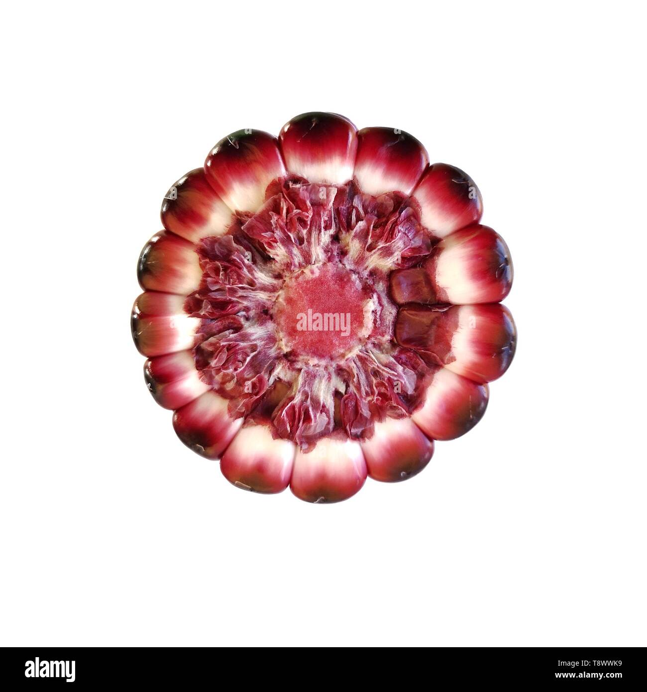 Cross section of Purple Corn ear that show colors of cob and kernel ...