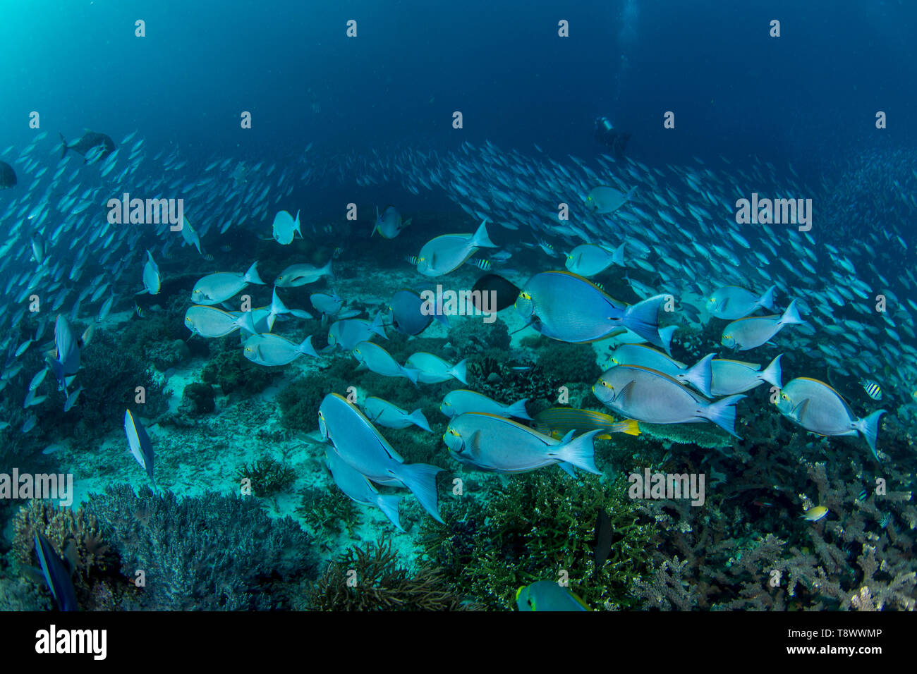 Biodiversity of fish in Raja Ampat, West Papua, Indonesia Stock Photo ...