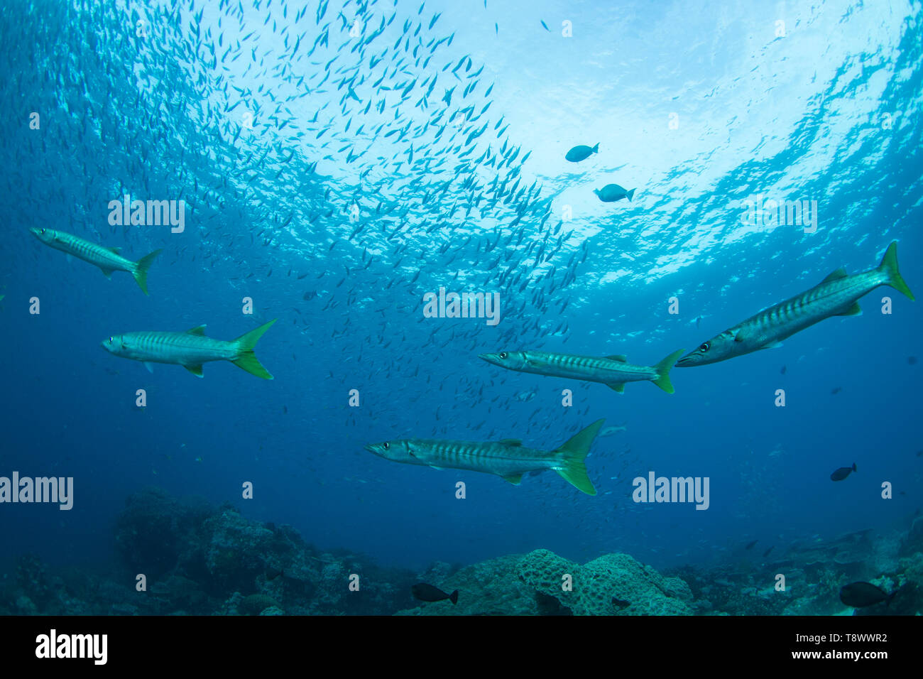 Pickhandle barracuda hi-res stock photography and images - Alamy