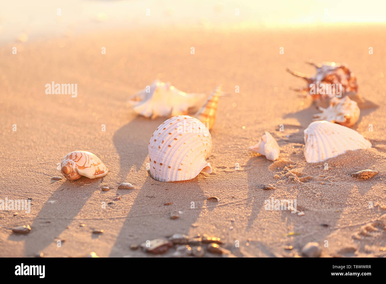 Sea shells on sandy beach Stock Photo - Alamy