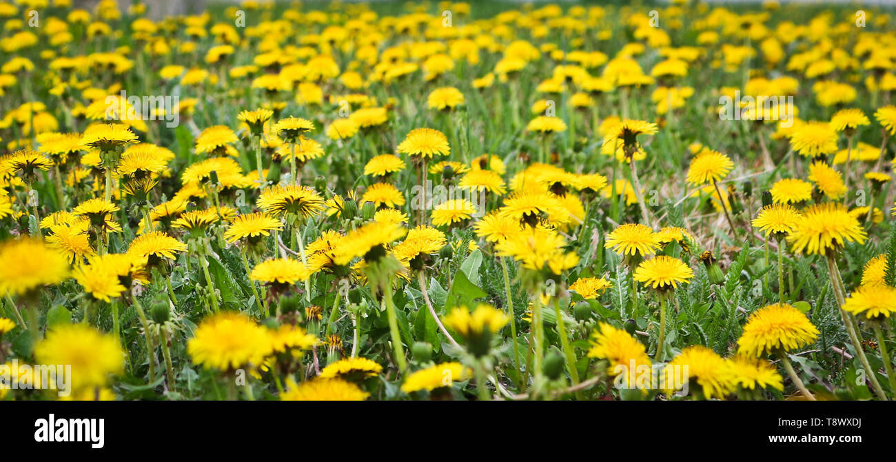 Flowering dandelions in the meadow. Bright yellow summer flowers. Soft ...