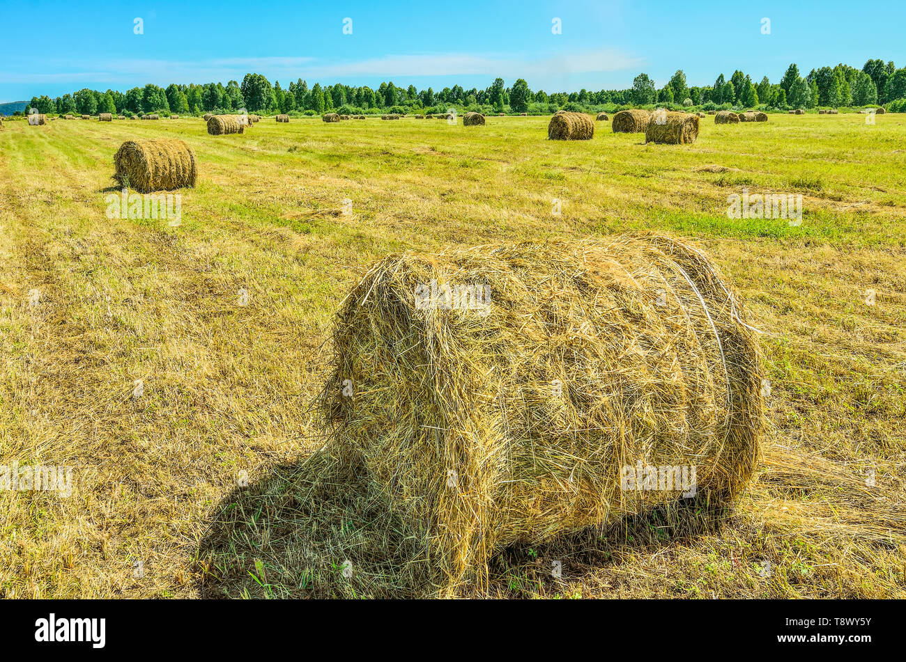 Grass straw field hi-res stock photography and images - Alamy